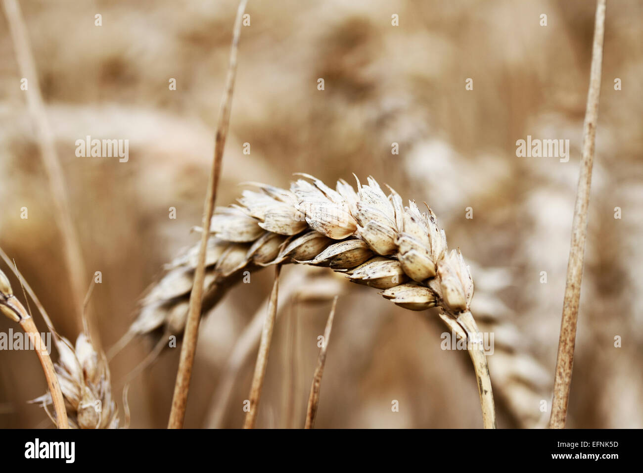 Triticum aestivum common wheat - bread wheat third most grown crop in ...