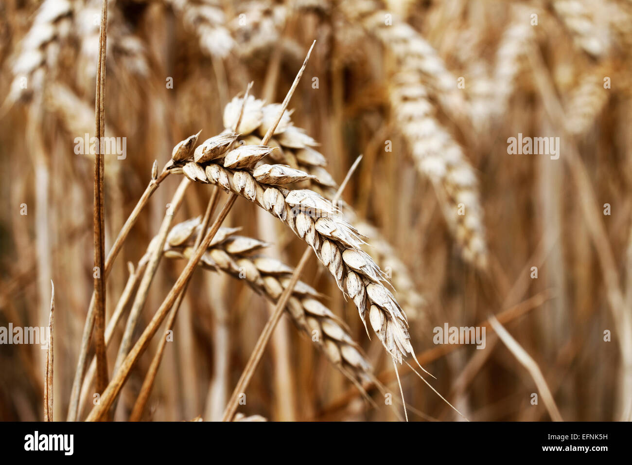 Triticum aestivum common wheat - bread wheat third most grown crop in ...