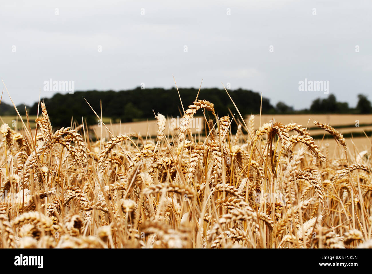 Triticum aestivum common wheat - bread wheat third most grown crop in ...