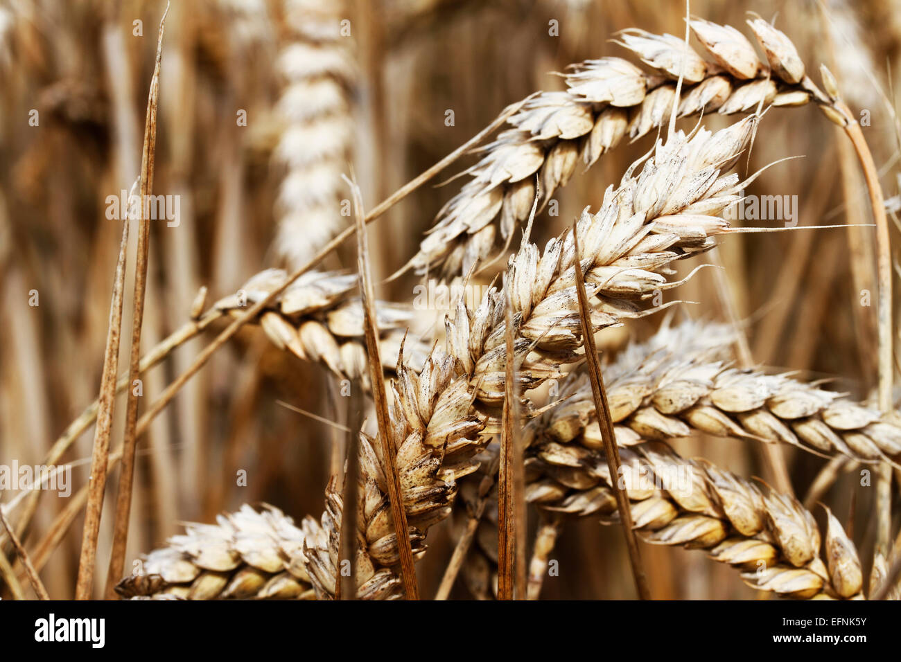 Triticum aestivum common wheat - bread wheat third most grown crop in ...