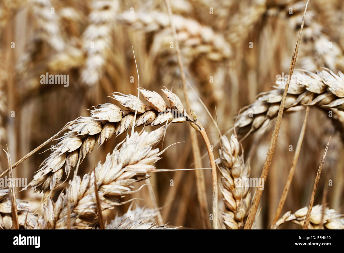 Triticum aestivum common wheat - bread wheat third most grown crop in ...