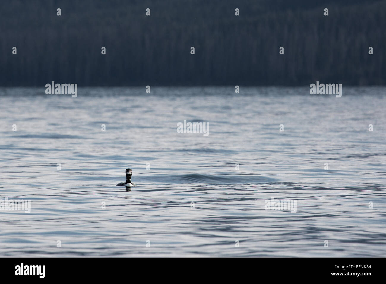 A common loon swimming in the southeast arm of Yellowstone Lake ...