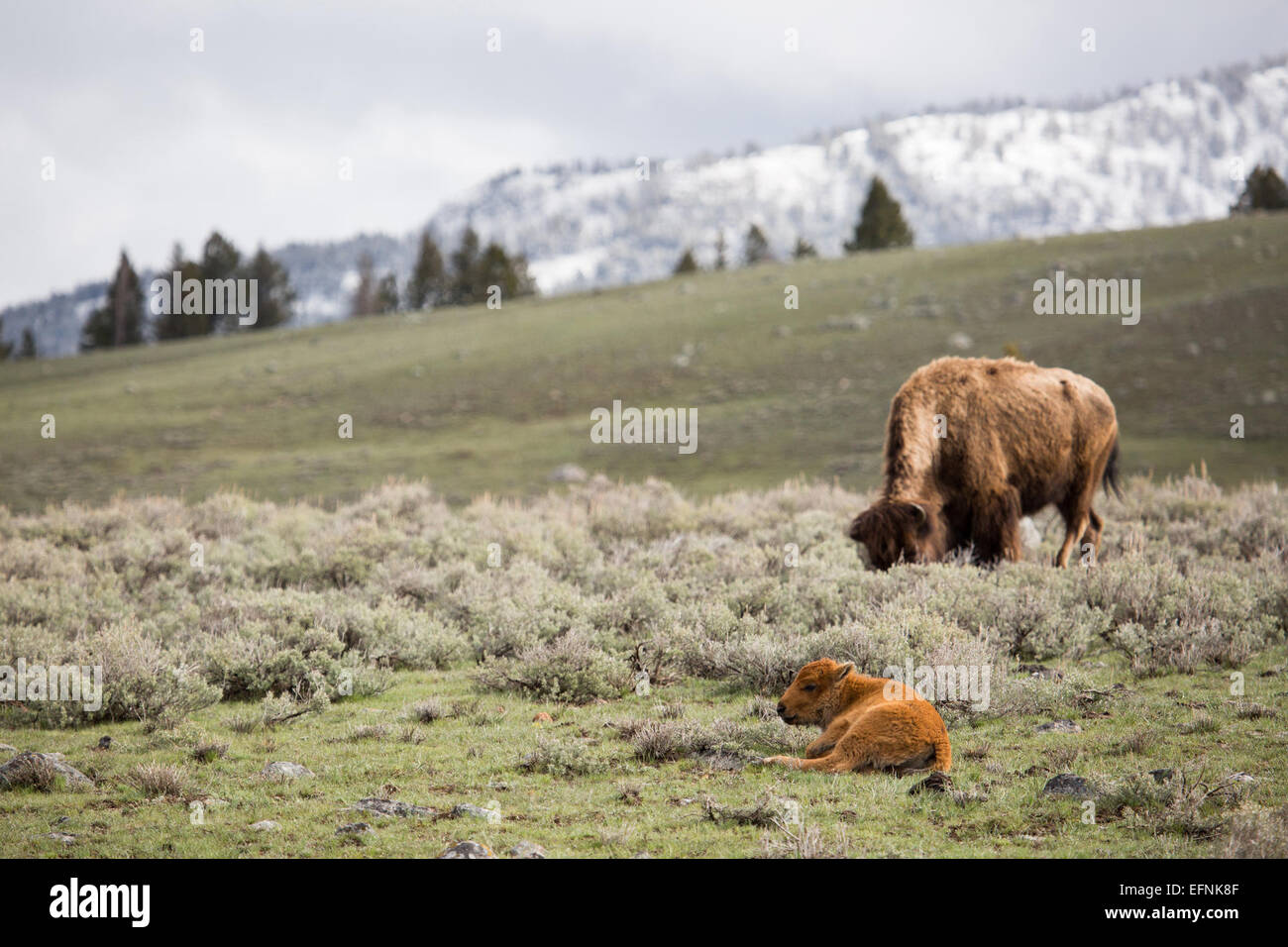 A cow bison and its calf in Yellowstone National Park, Wyoming ...