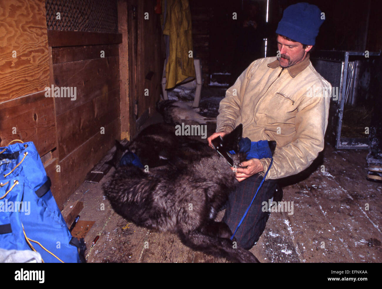 Yellowstone wolf pup hi-res stock photography and images - Alamy