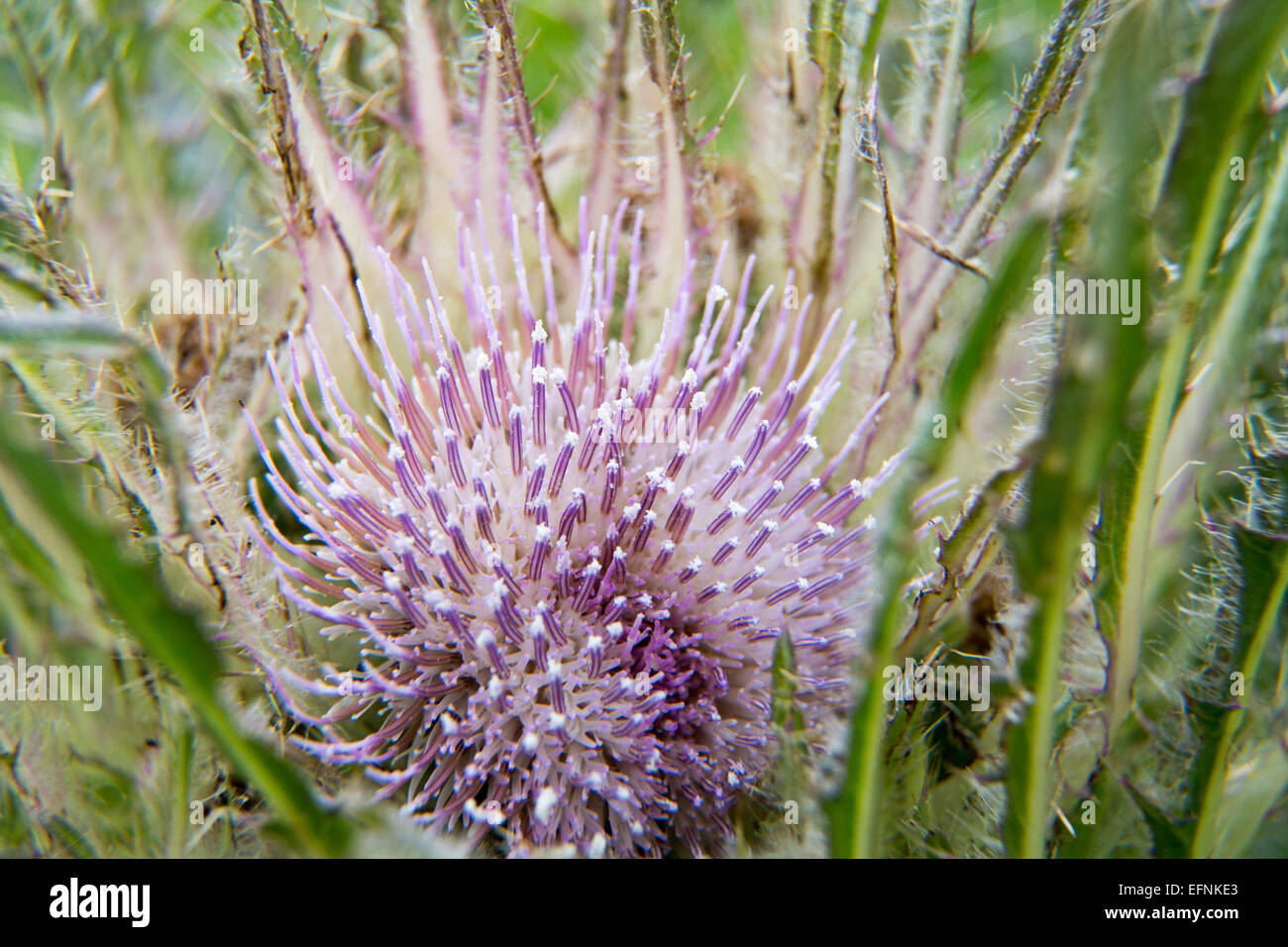 A close-up of Elk Thistle in Yellowstone National Park, photographed by ...