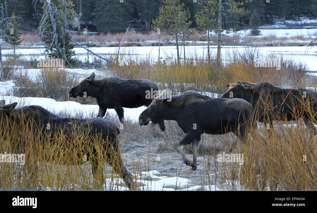 Four bull moose spotted along Soda Butte Creek in Yellowstone National ...
