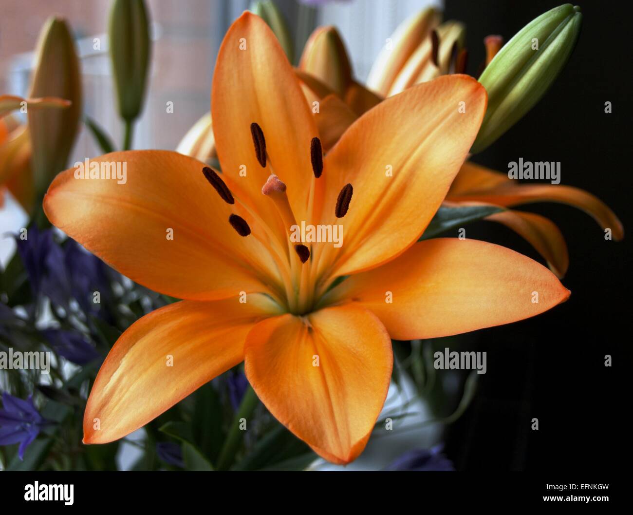 Orange lilies hi-res stock photography and images - Alamy