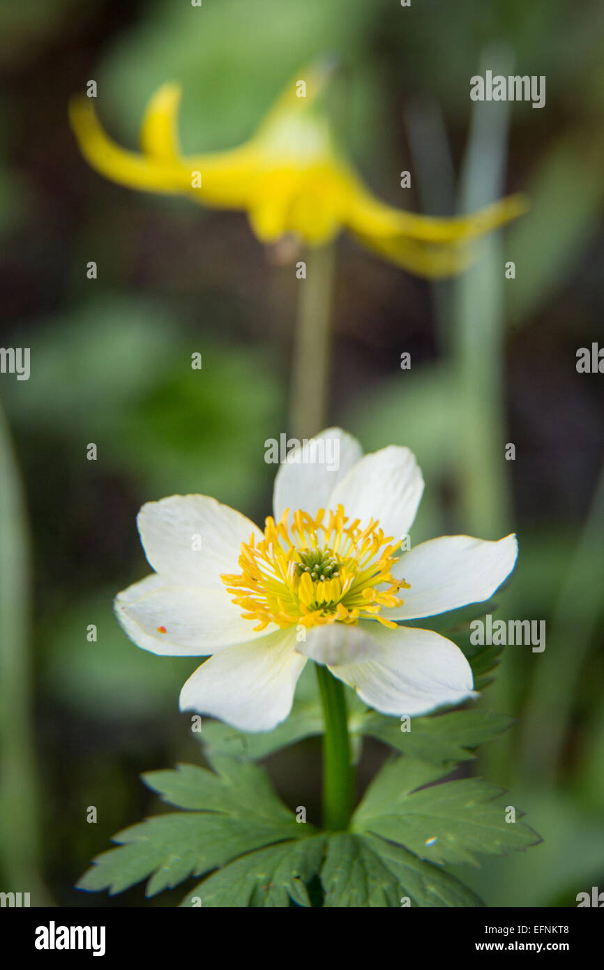 A photo of a globeflower taken in Yellowstone National Park by Neal ...