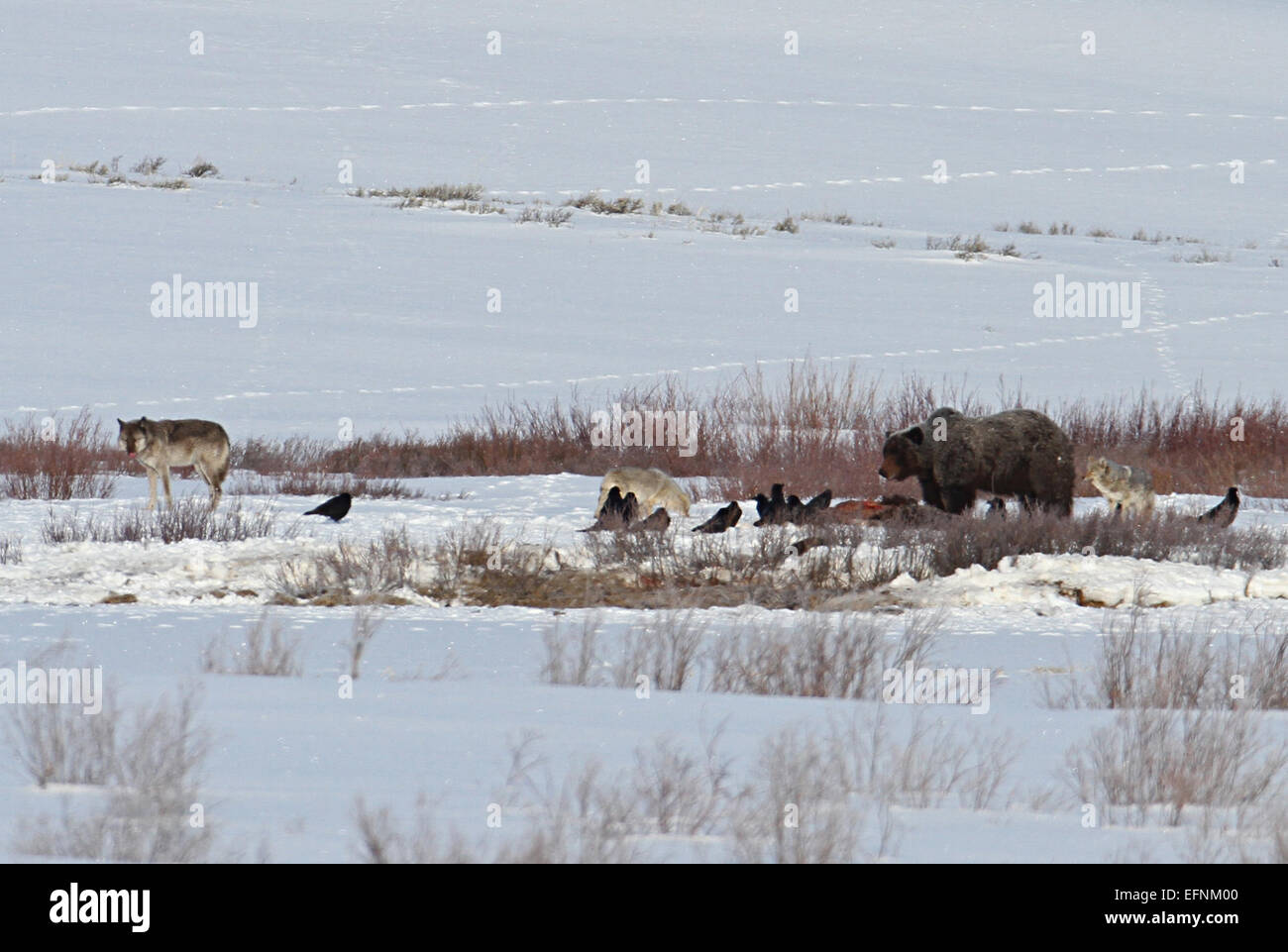A grizzly bear, wolves, coyotes, and ravens gather around a carcass on ...