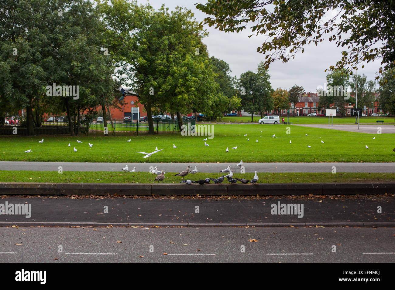 Pigeon thinking hi-res stock photography and images - Alamy
