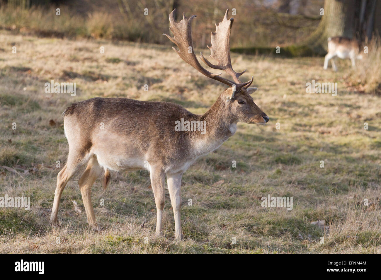 Knoll park deer hi-res stock photography and images - Alamy
