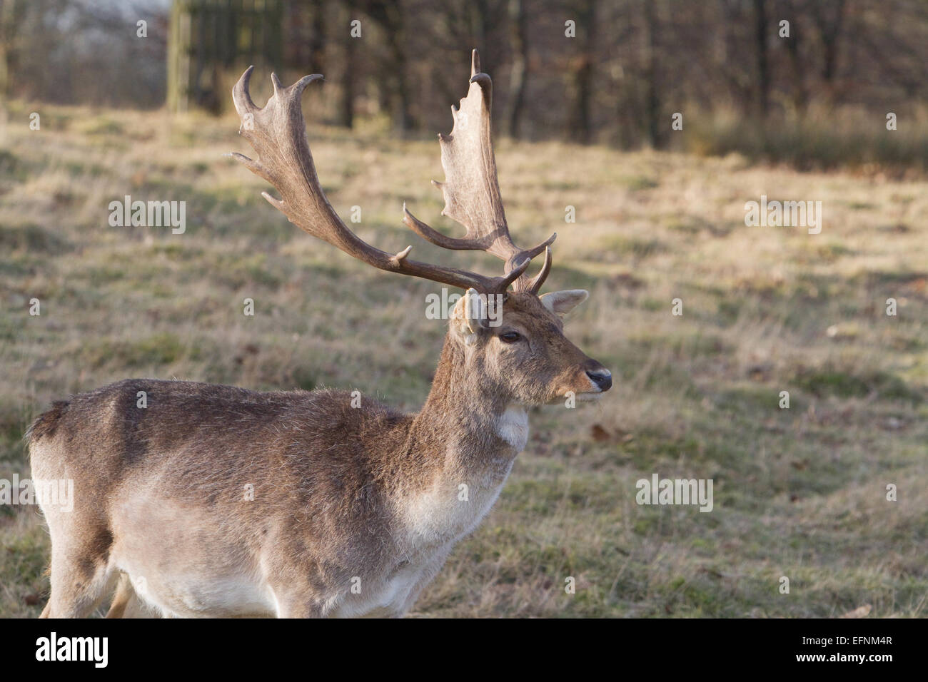 A Fallow deer enjoying the sunshine in Knole Park Sevenoaks Kent Stock ...