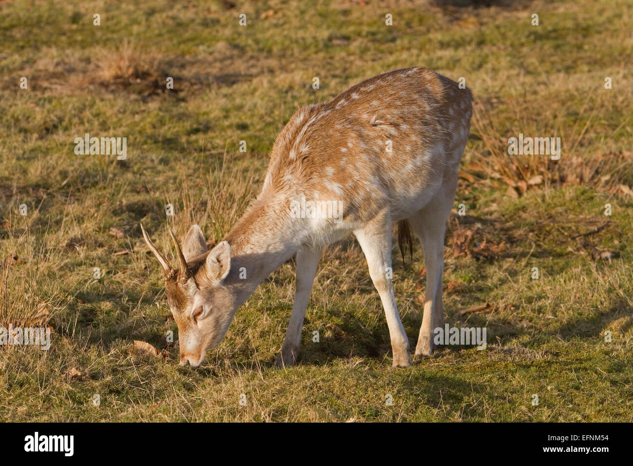 Knoll park deer hi-res stock photography and images - Alamy