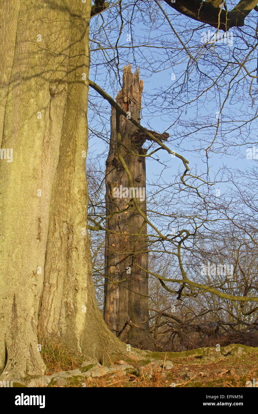 Bare tree trunks stand out against the blue sky in Knole Park Sevenoaks ...