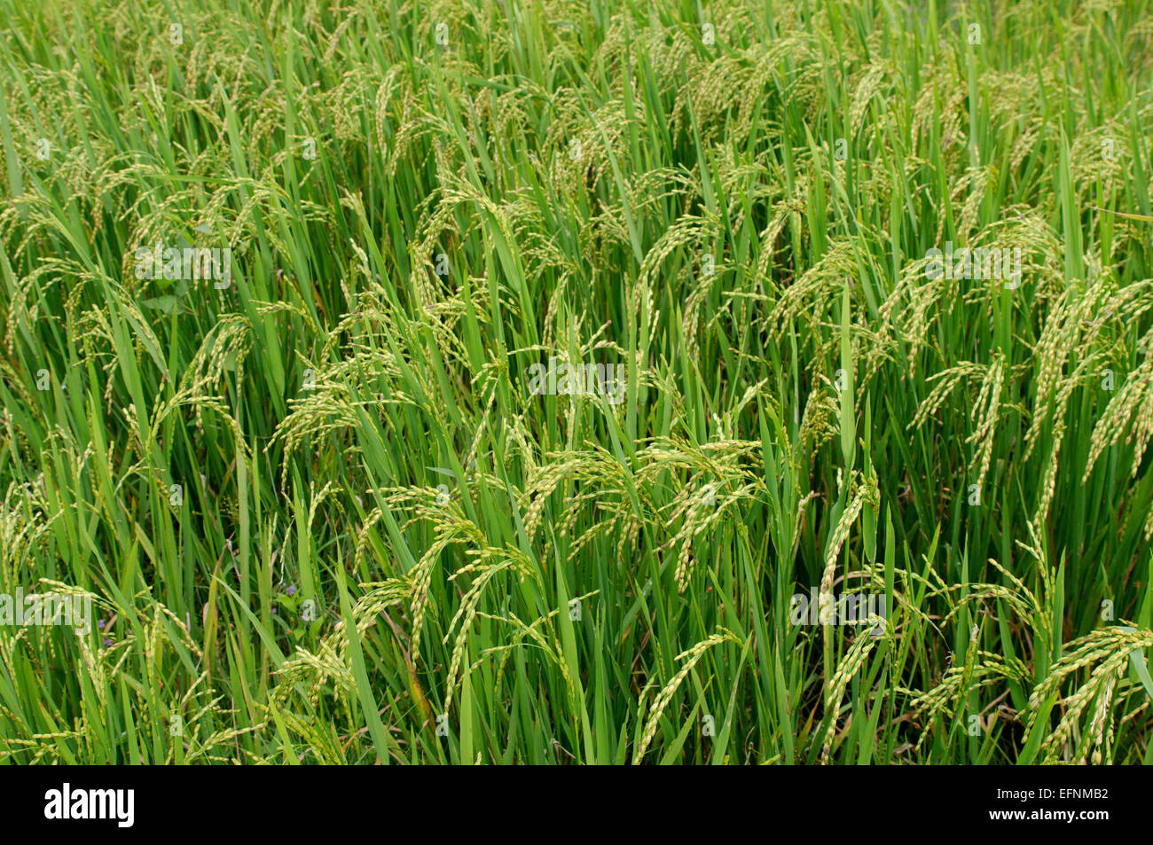 Spikelets of rice hi-res stock photography and images - Alamy