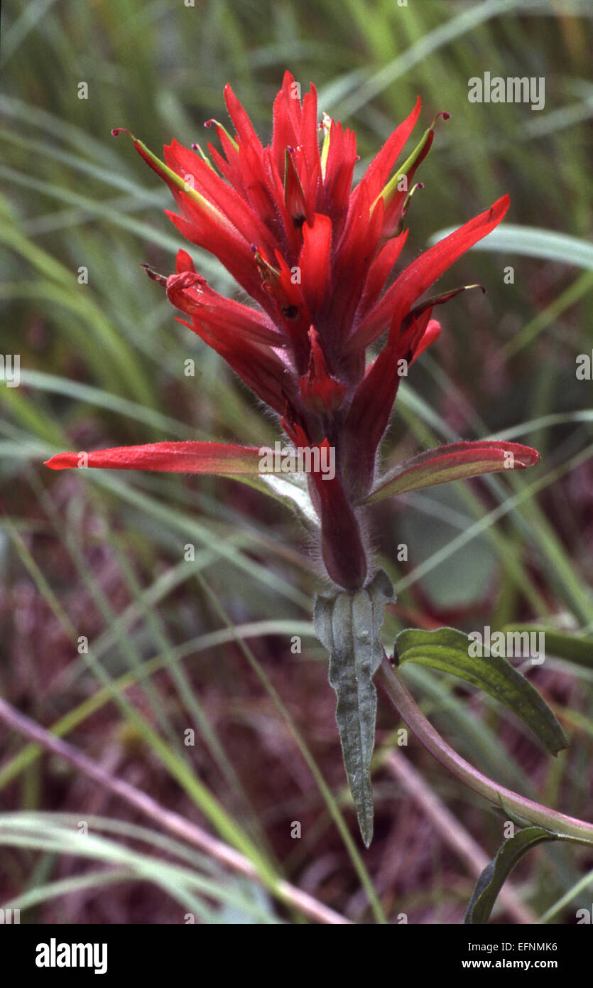 Indian paintbrush yellowstone hi-res stock photography and images - Alamy