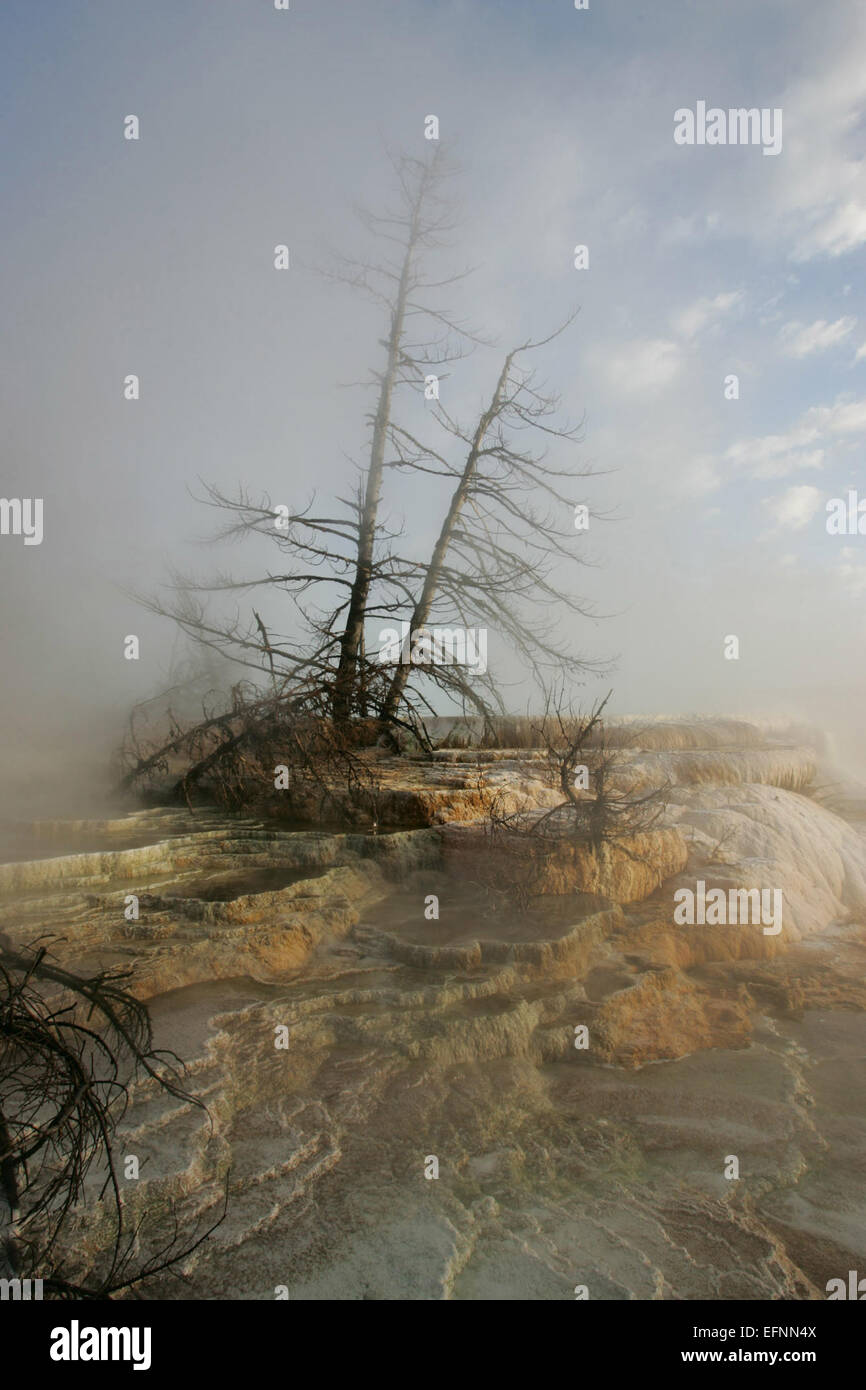 Canary Spring at Mammoth Hot Springs in Yellowstone National Park is ...