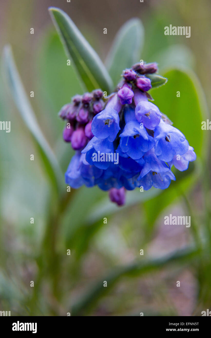 The Mountain Bluebell is a wildflower species found in various regions ...