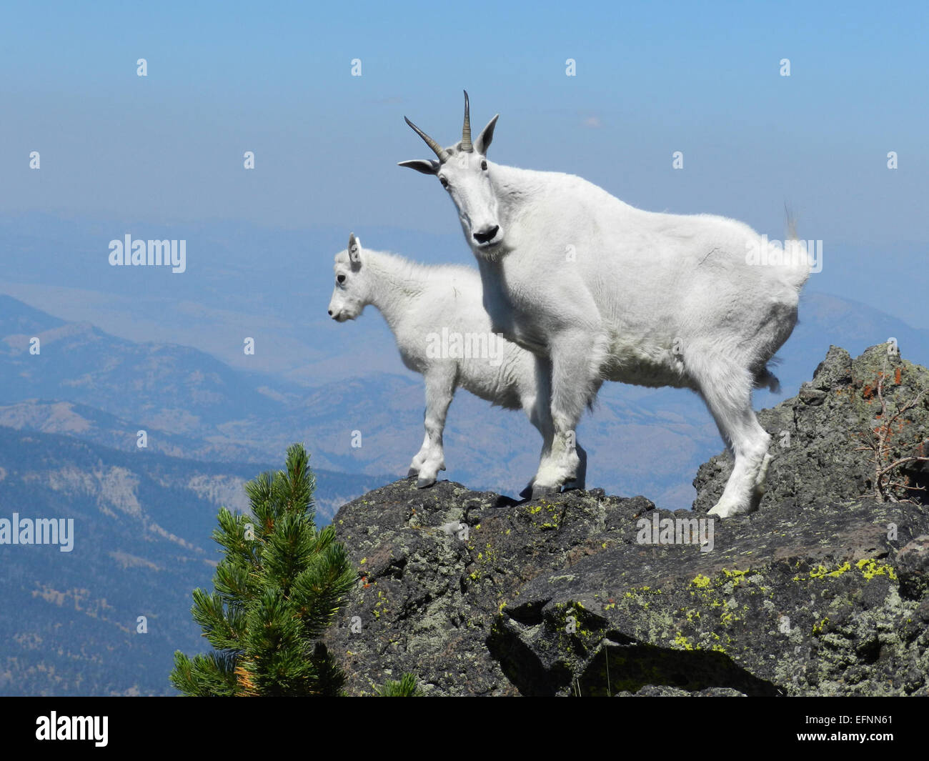 Known rocky mountain goat hi-res stock photography and images - Alamy