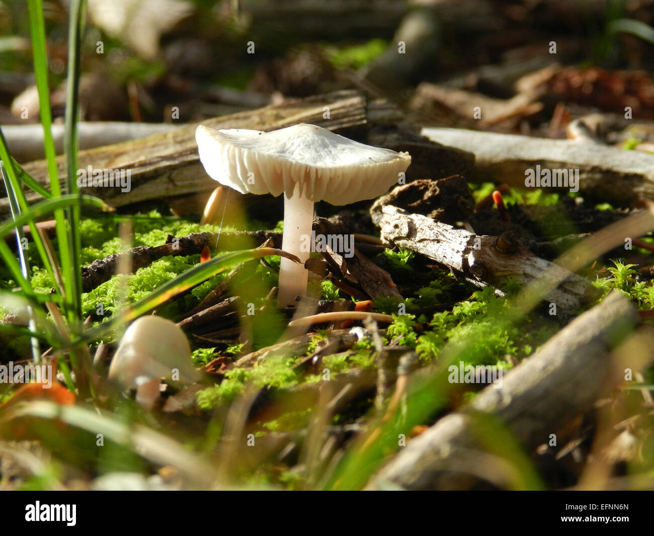 Peale island hi-res stock photography and images - Alamy