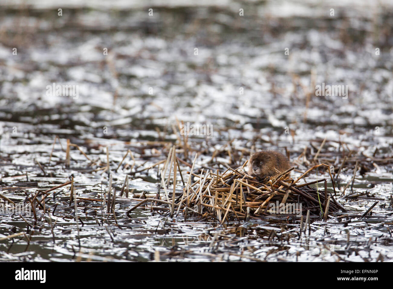 A photograph taken by Neal Herbert in May 2014 showing a muskrat ...