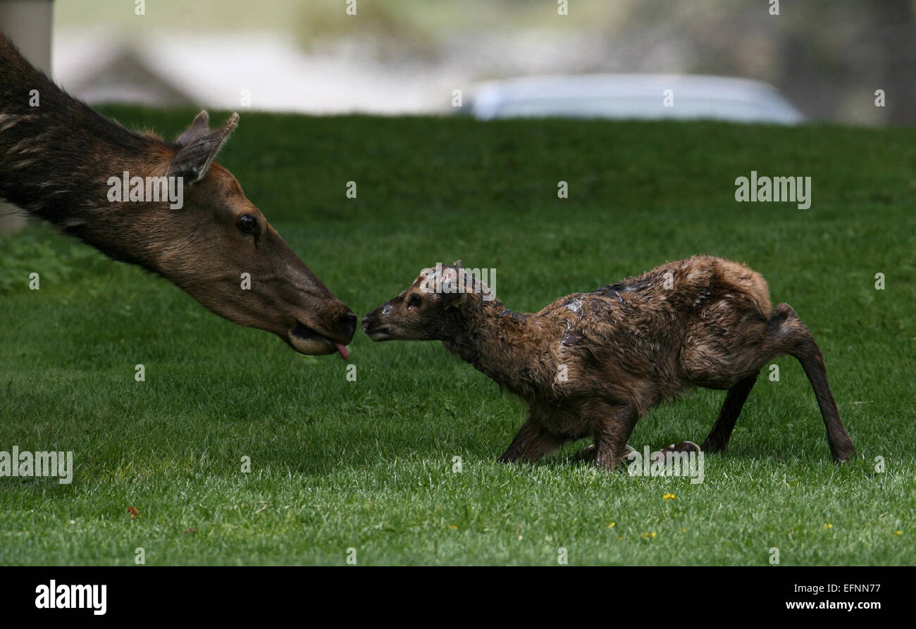 This image shows a 25-minute-old elk calf in Mammoth Hot Springs ...