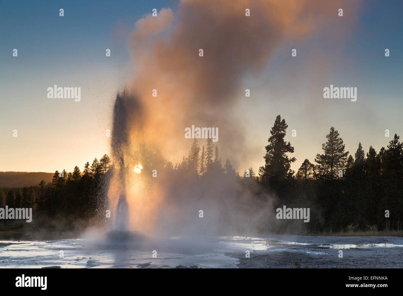 Pink Cone Geyser, located in Yellowstone National Park, is a unique ...