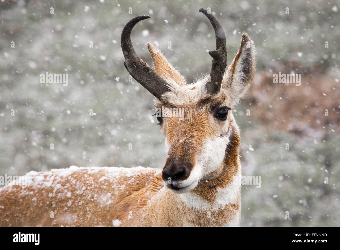 A Pronghorn buck is photographed in Yellowstone National Park by Neal ...