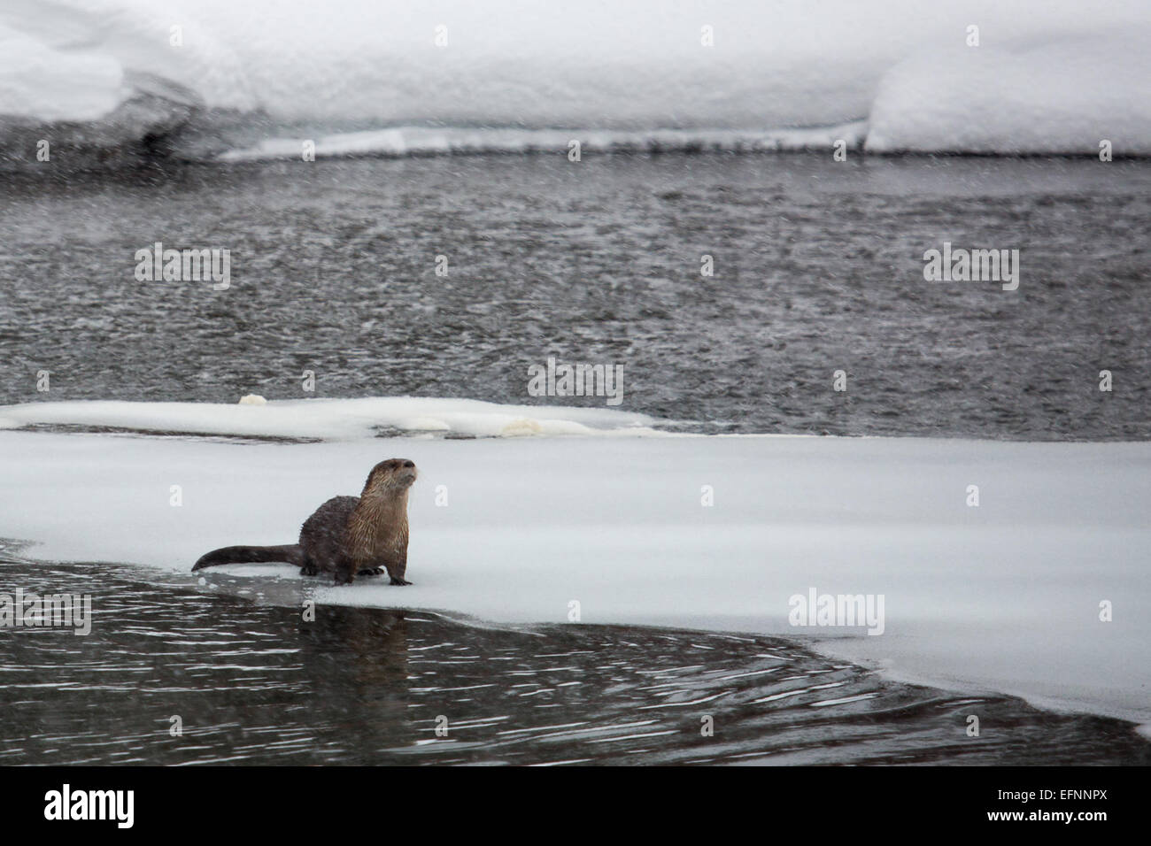 A river otter photographed by Neal Herbert in January 2014 at the ...