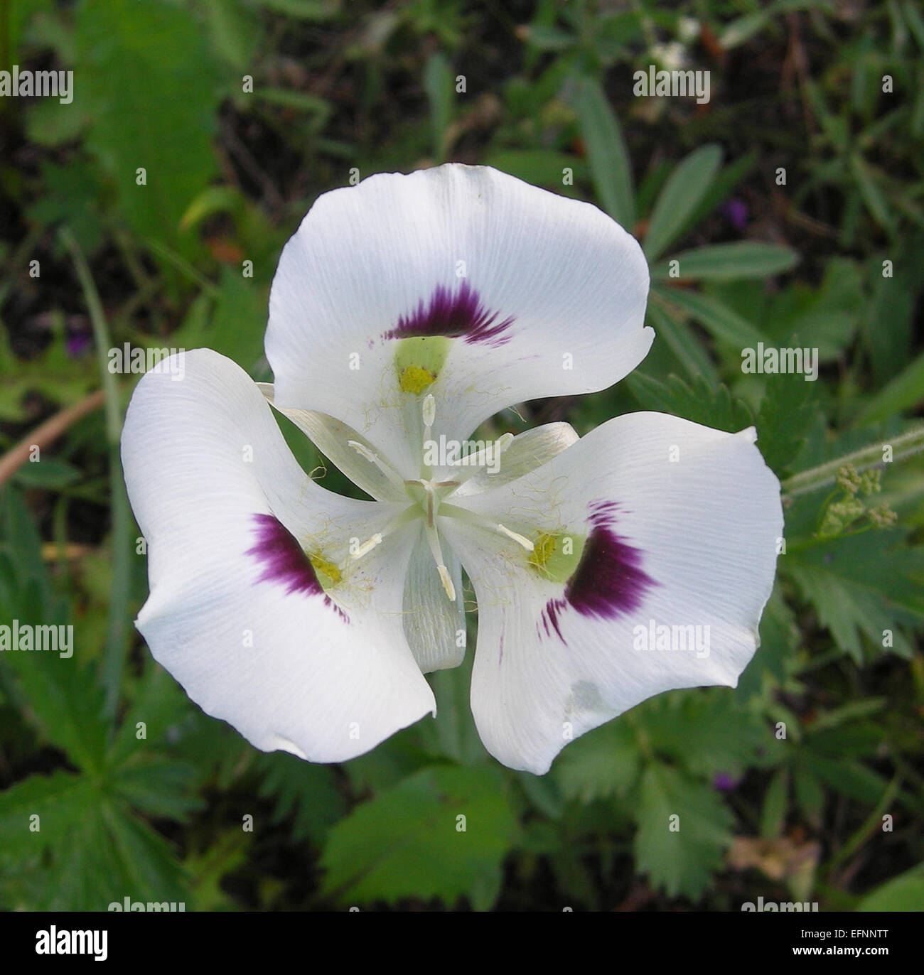 The Sego lily, photographed by Diane Renkin in July 2014, is a ...
