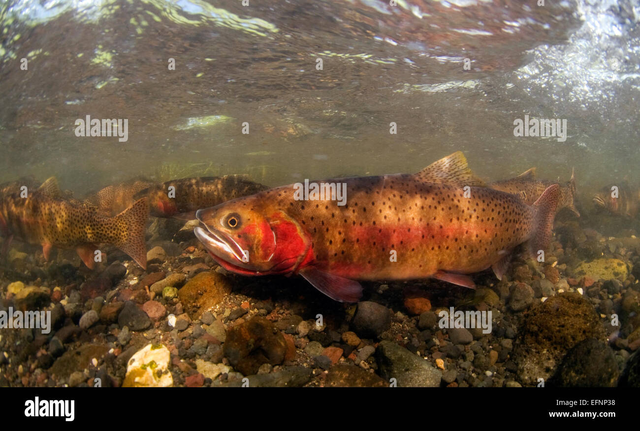 Spawning cutthroat trout in Lamar Valley, Yellowstone National Park ...