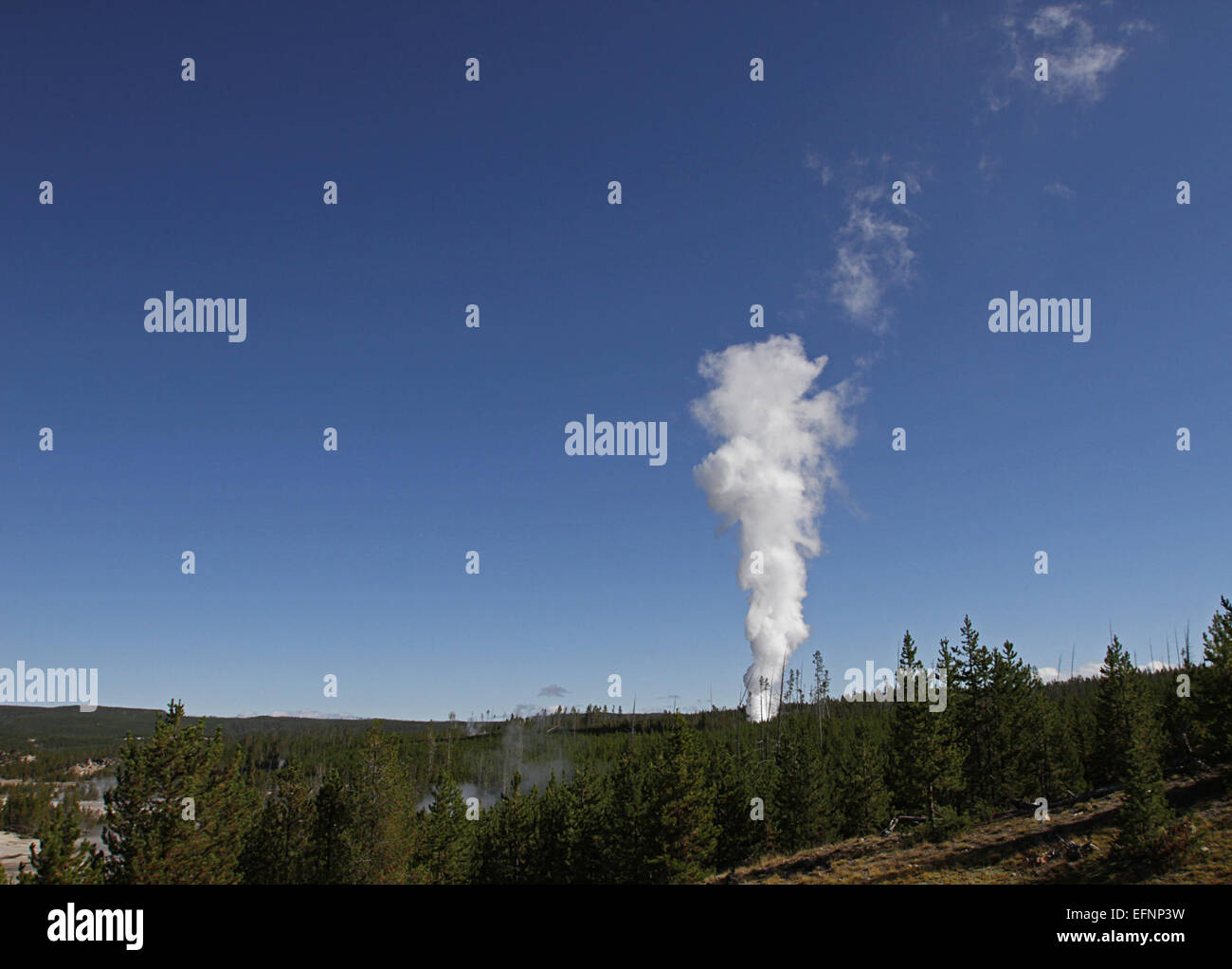 The steam phase of Steamboat Geyser in Norris Geyser Basin is depicted ...