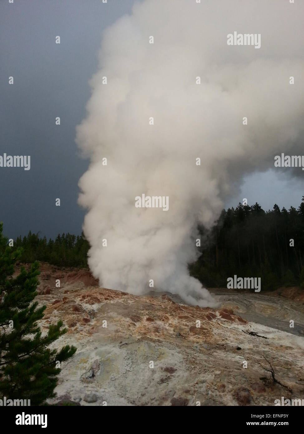 The Steamboat Geyser in Yellowstone National Park erupts in its steam ...