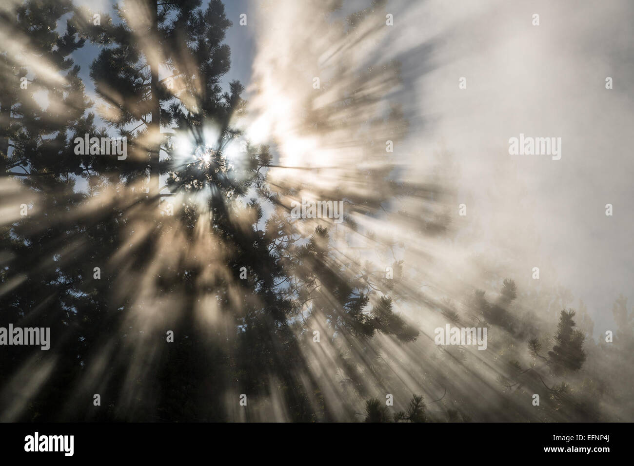 The Norris Geyser Basin, located in Yellowstone National Park, is known ...