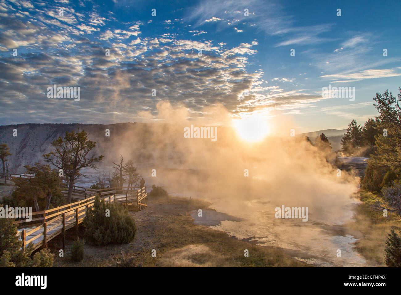 The sunrise casts a golden glow over the Upper Terrace of Mammoth Hot ...