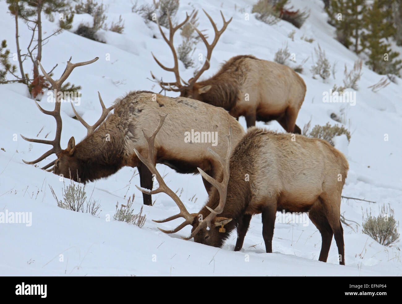 日本語 備中松山藩主・板倉勝職の肖像画。 january 2013 hi-res stock photography and images - Alamy