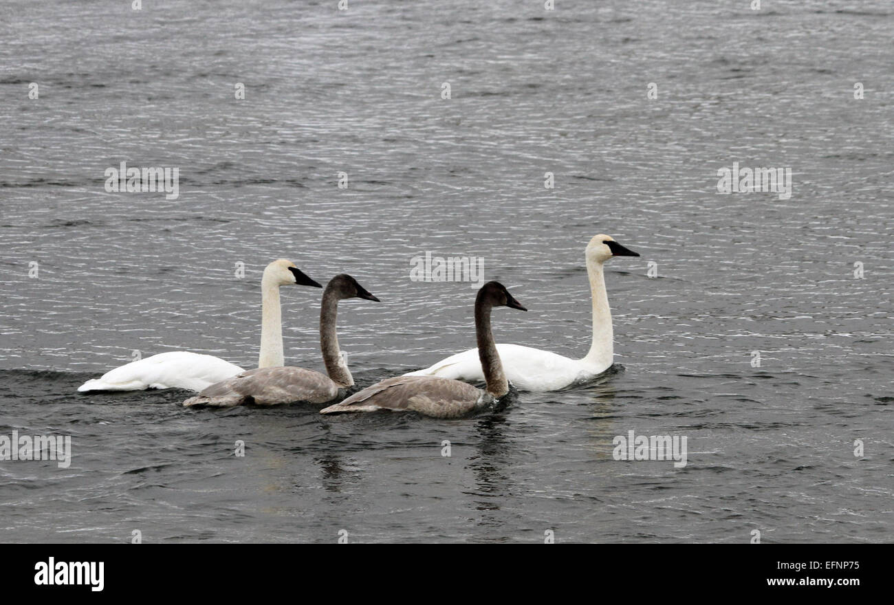 Trumpeter swans are seen on the Yellowstone River in Hayden Valley ...