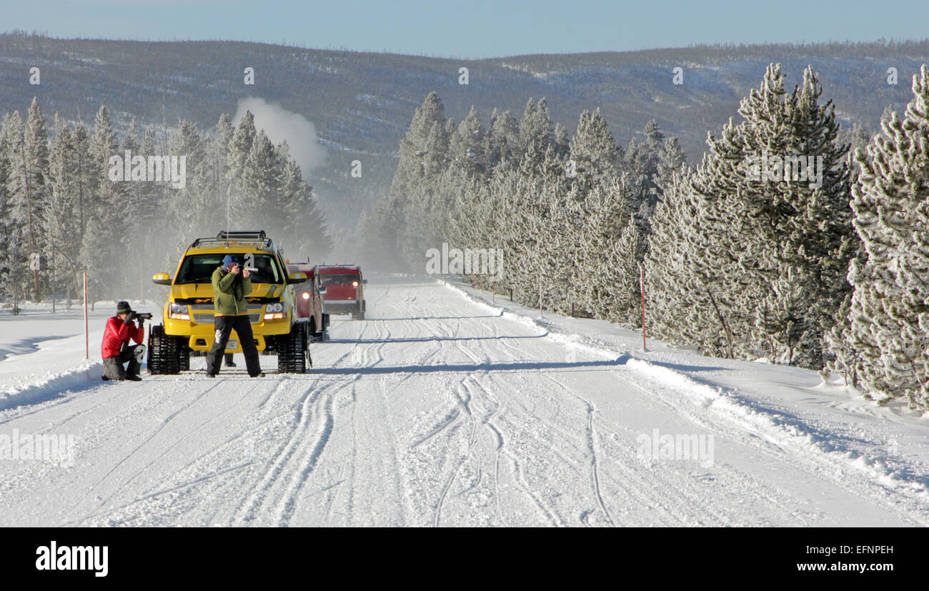 Visitors in a snowcoach photograph bison at Gibbon Meadows during ...