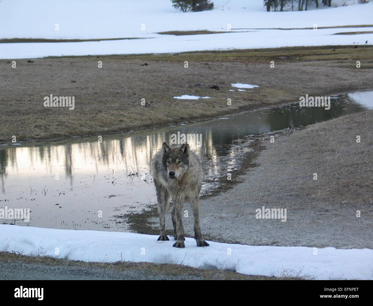 A wolf is spotted at Sedge Bay in Yellowstone National Park during ...