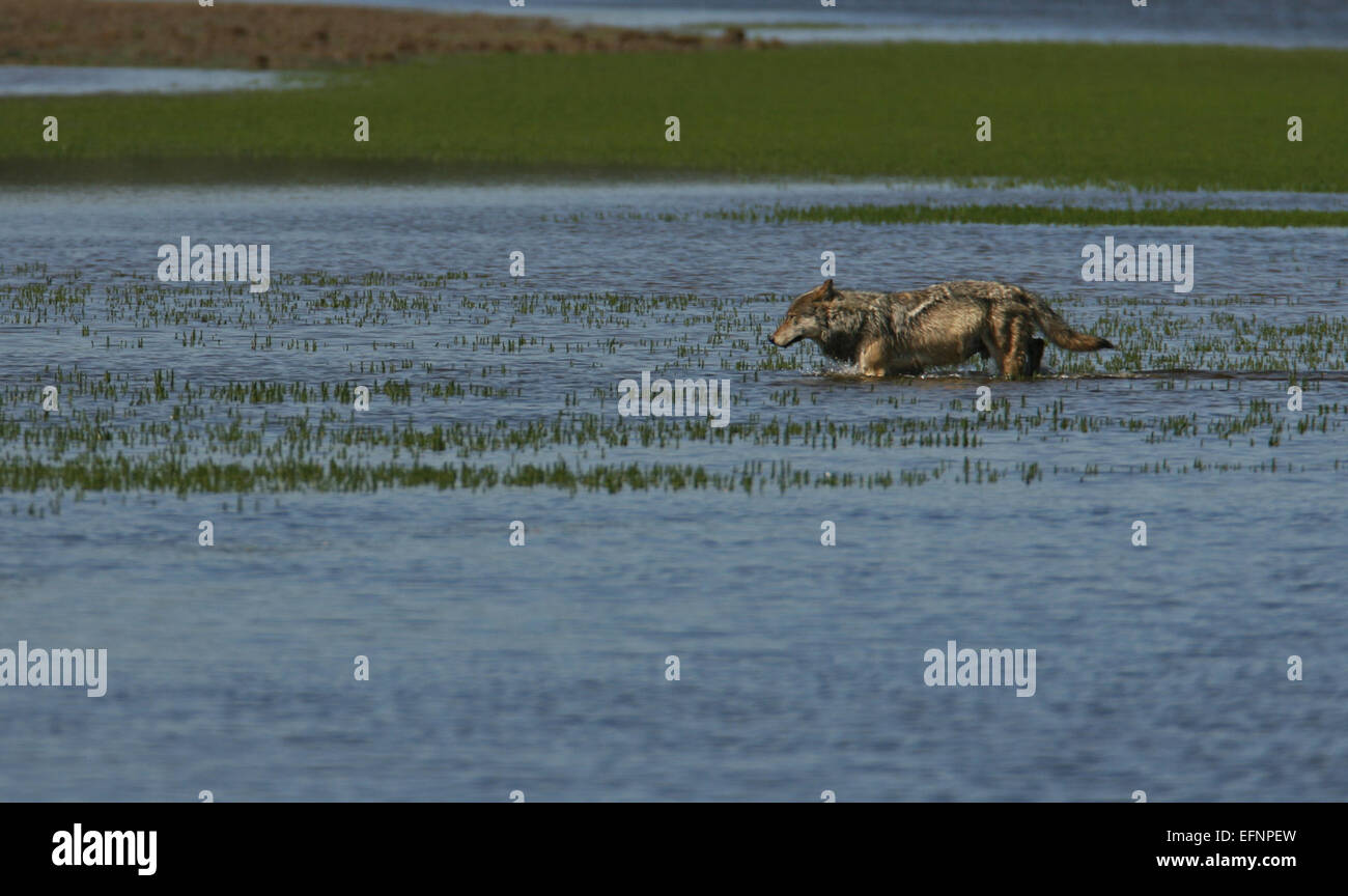 Wolf crossing hi-res stock photography and images - Alamy