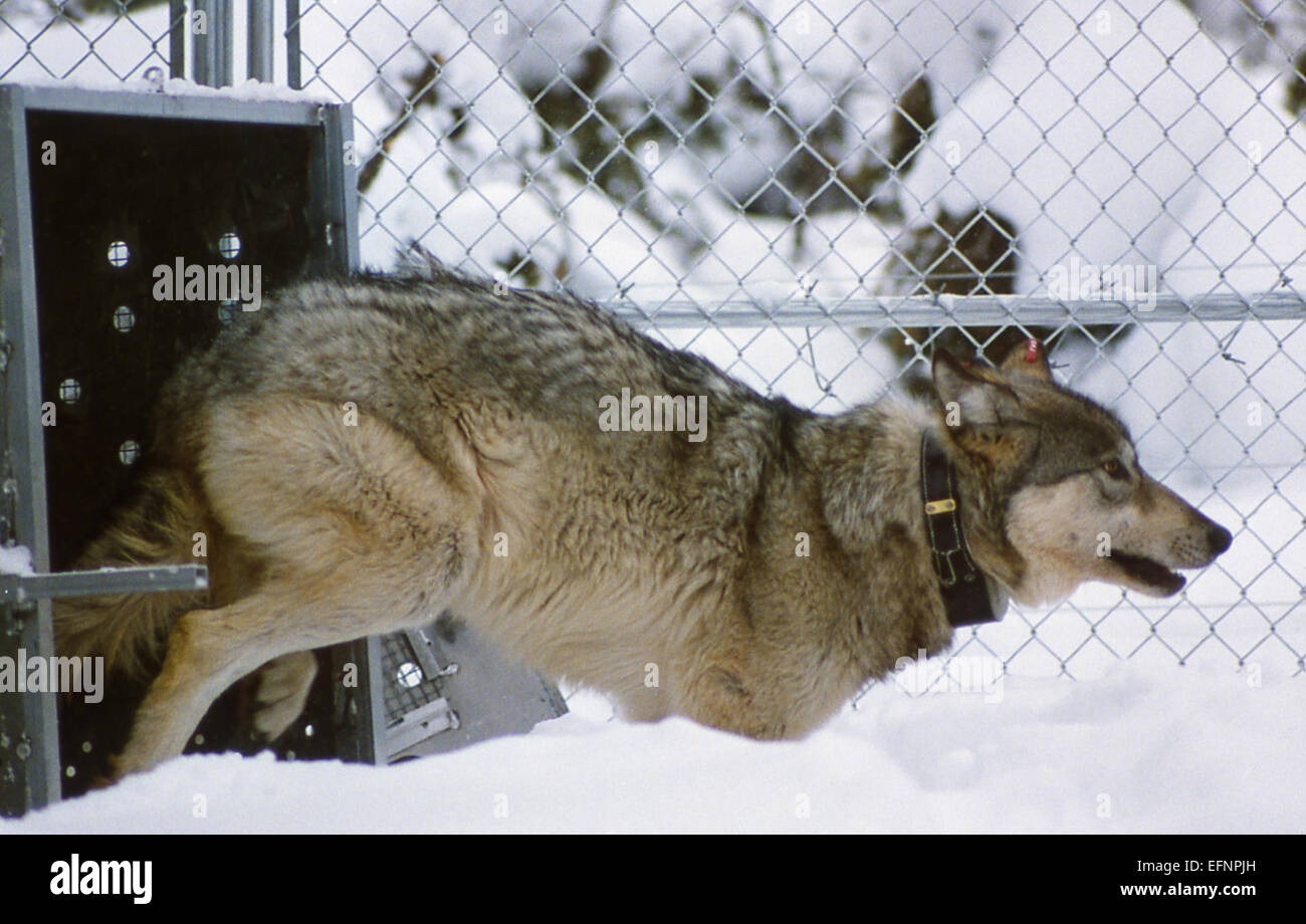 Wolf in rose creek pen hi-res stock photography and images - Alamy