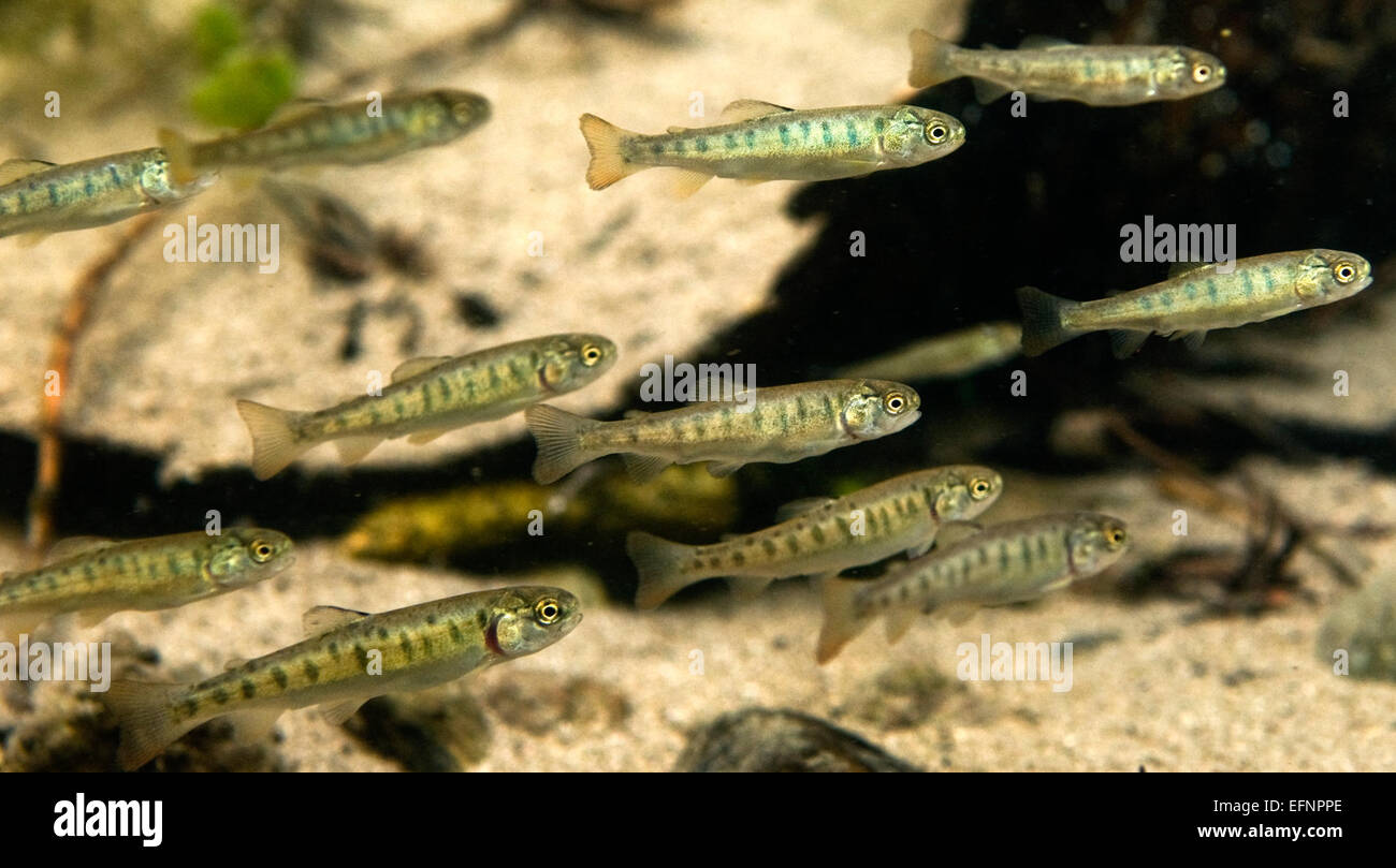 Young cutthroat trout, captured in the wild in Yellowstone National ...