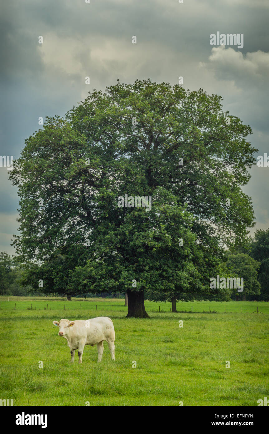 Cow tree hi-res stock photography and images - Alamy