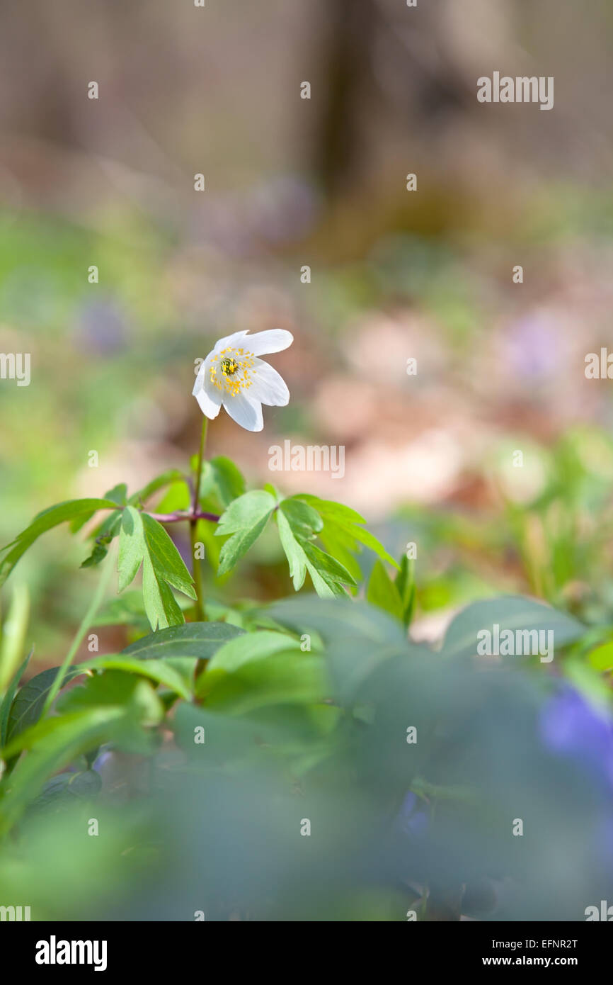 Nemone hi-res stock photography and images - Alamy