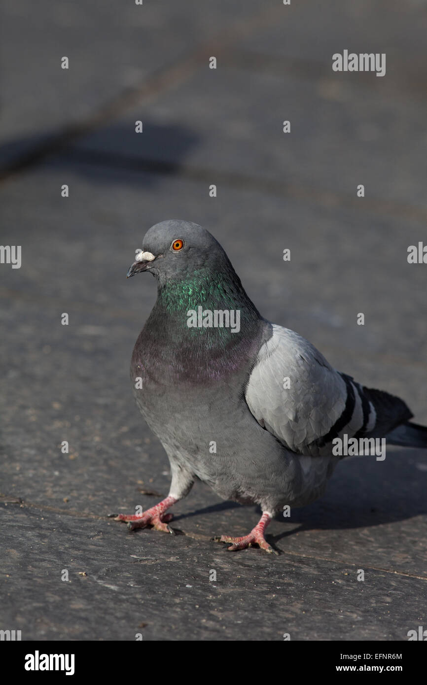 Feral Domestic Pigeon (Columba livia). Free living domesticated bird ...