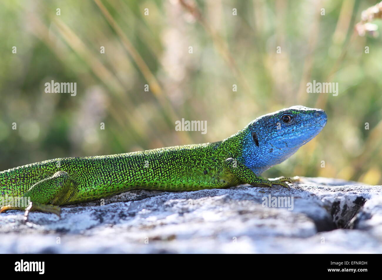 beautiful colored male european green lizard in mating season ( lacerta ...