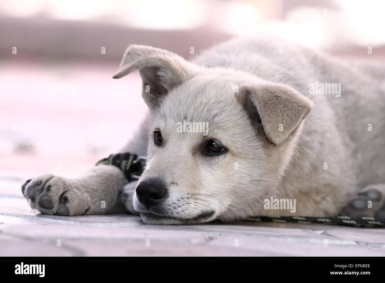 Do not be lazy hi-res stock photography and images - Alamy