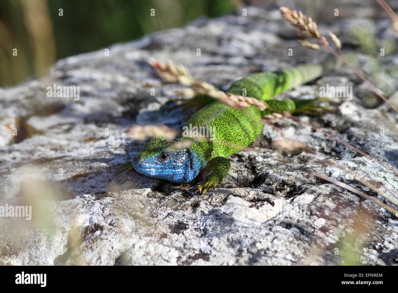 male european green lizard ( lacerta viridis ) basking on a rock under ...