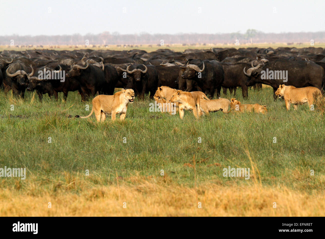 African pride of lions teaching their cubs the treacherous art of ...