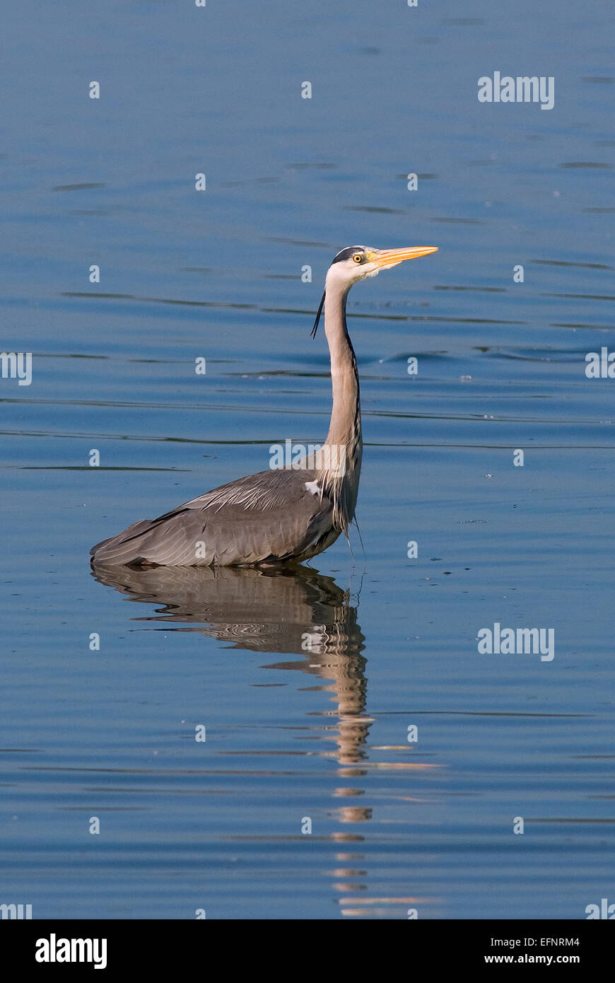 Grey heron (Ardea cinerea), Lake Trasimeno, Umbria, Italy, Europe Stock ...